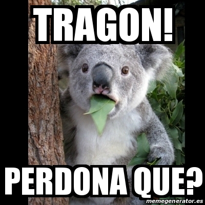 Meme Koala - Tragon! Perdona que? - 31363350
