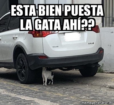 Meme Personalizado - Esta bien puesta la gata ahÃ­?? - 31402852