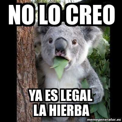 Meme Koala - no lo creo ya es legal la hierba - 31447125