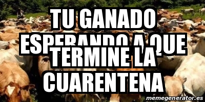 Meme Personalizado - Tu ganado esperando a que Termine la cuarentena ...