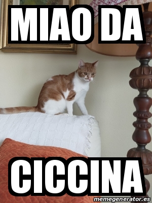 Meme Personalizado - miaO DA ciccina - 31486559