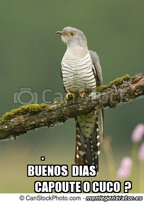 Meme Personalizado - . Buenos dias capoute o cuco ? - 31501665