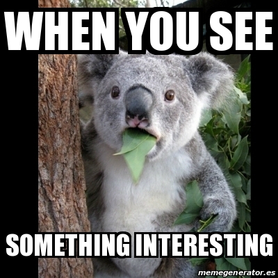 Meme Koala - When you see Something interesting - 31503570