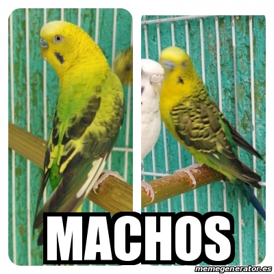 Meme Personalizado - Machos - 31525812