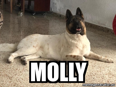 Meme Personalizado - Molly - 31549323