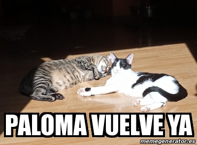 Meme Personalizado - Paloma vuelve ya - 31562199
