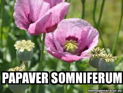 Meme Personalizado - Papaver somniferum - 31569214