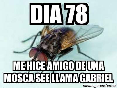 Meme Personalizado - Dia 78 Me hice amigo de una mosca see llama ...