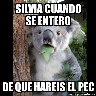 Meme Koala - silvia cuando se entero de que hareis el pec - 31610429