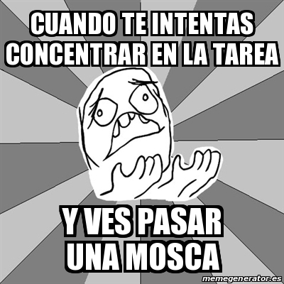 Meme Whyyy - cuando te intentas concentrar en la tarea y ves pasar una ...
