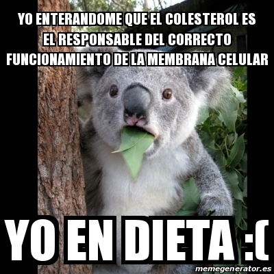 Meme Koala - yo enterandome que el colesterol es el responsable del ...