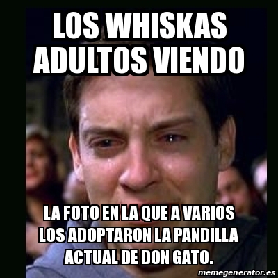 Meme crying peter parker - Los Whiskas Adultos viendo la foto en la que ...