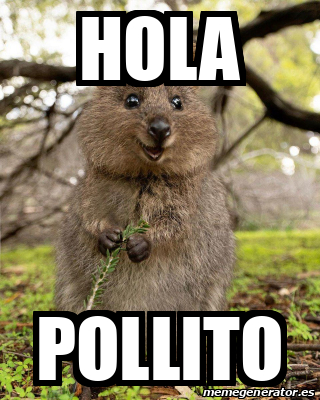 Meme Personalizado - hola pollito - 31734945