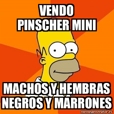 Meme Homer - Vendo pinscher mini machos y hembras negros y marrones ...