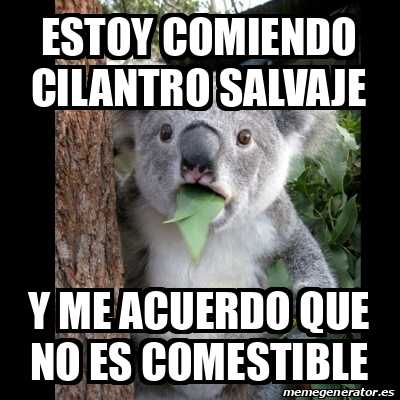 Meme Koala - Estoy comiendo cilantro salvaje y me acuerdo que no es ...
