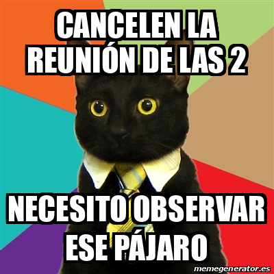 Meme Business Cat - Cancelen la reunión de las 2 Necesito observar ese ...
