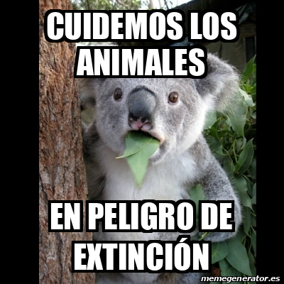 Meme Koala - cuidemos los animales en peligro de extinción - 31851244