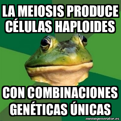 Meme Foul Bachelor Frog - La meiosis produce células haploides con ...