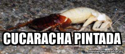 Meme Personalizado - CUCARACHA PINTADA - 31934169