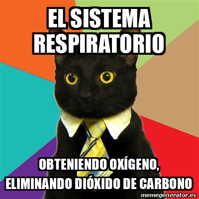 Meme Business Cat - El sistema respiratorio Obteniendo oxígeno ...