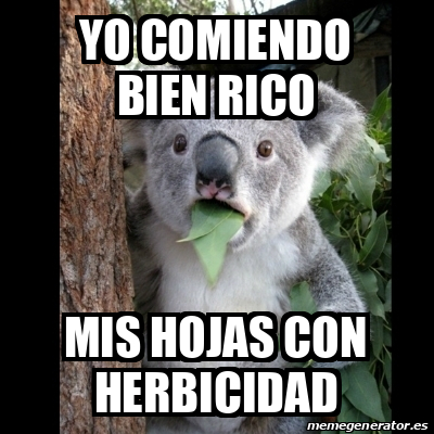 Meme Koala - Yo comiendo bien rico mis hojas con herbicidad - 32164053