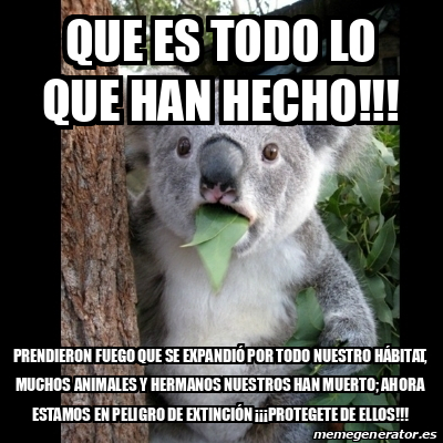 Meme Koala - Que es todo lo que han hecho!!! Prendieron fuego que se ...