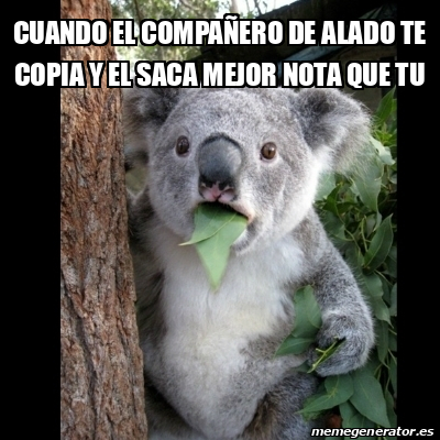 Meme Koala - cuando el compañero de alado te copia y el saca mejor nota ...