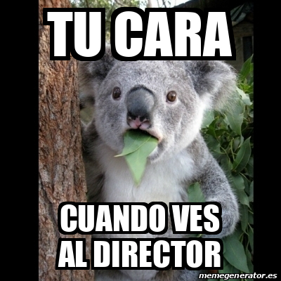 Meme Koala - Tu cara Cuando ves al director - 32360590