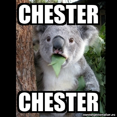 Meme Koala - cHESTER cHESTER - 32093752