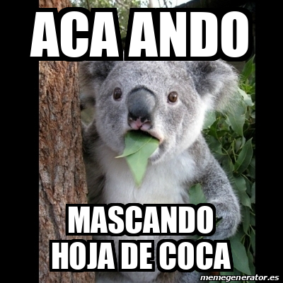 Meme Koala - aca ando mascando hoja de coca - 32094391