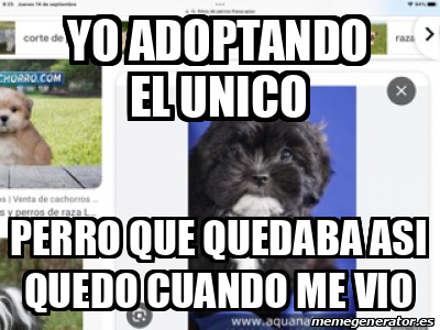 Meme Personalizado - Yo adoptando el unico Perro que quedaba asi quedo ...