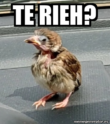 Meme Personalizado - TE RIEH? - 33226118