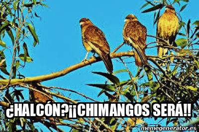 Meme Personalizado - ¿halcón?¡¡chimangos será!! - 33243365