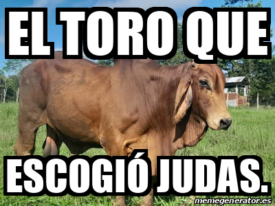 Meme Personalizado - El toro que Escogió judas. - 33256044