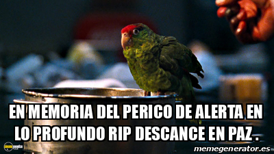 Meme Personalizado - en memoria del perico de alerta en lo profundo rip ...