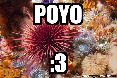 Meme Personalizado - Poyo :3 - 33054034