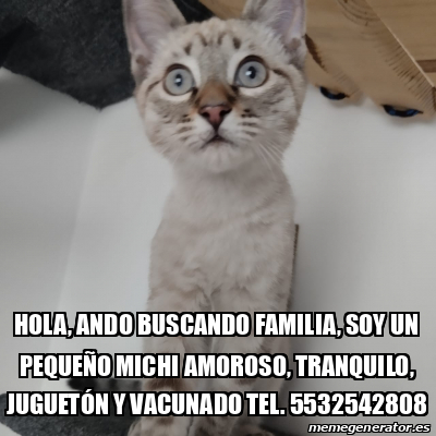 Meme Personalizado - Hola, ando buscando familia, soy un pequeño Michi ...