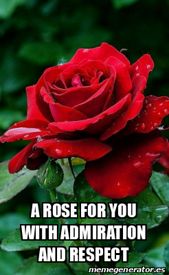 Meme Personalizado - A rose for you with admiration and respect - 33647754