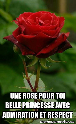 Meme Personalizado - Une rose pour toi belle princesse avec admiration ...