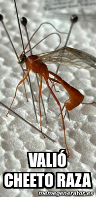 Meme Personalizado - Valió cheeto raza - 33093661