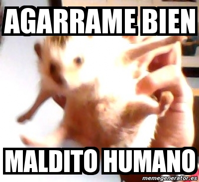 Meme Personalizado - agarrame bien maldito humano - 5253108