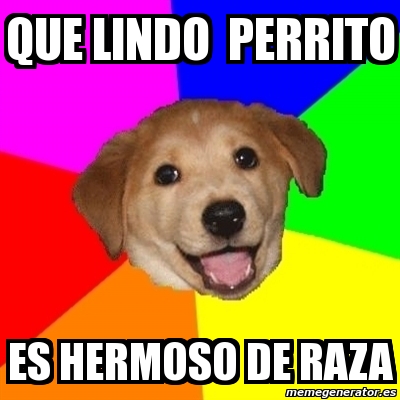 Meme Advice Dog - que lindo perrito es hermoso de raza - 8704716