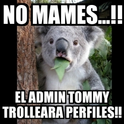 Meme Koala - No mames...!! el admin tommy trolleara perfiles!! - 323534