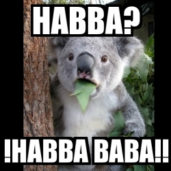 Meme Koala - HABBA? !HABBA BABA!! - 1187783