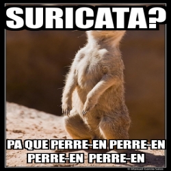 Meme Personalizado - SURICATA? Pa que perre-en perre-en perre-en pERRE ...