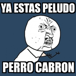 Meme Y U No - ya estas peludo perro cabron - 1446893