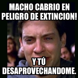 Meme crying peter parker - Macho cabrio en peligro de extincion! y tÃº ...