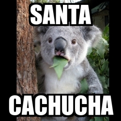 Meme Koala - santa cachucha - 14579154