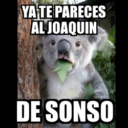 Meme Koala - ya te pareces al joaquin de sonso - 14663602
