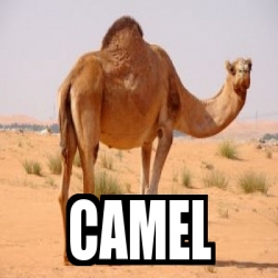 Meme Personalizado - camel - 16626212